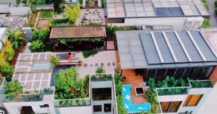 Trồng chuối, sen, xương rồng trên penthouse: Vườn rộng 100m2, phải thuê ...