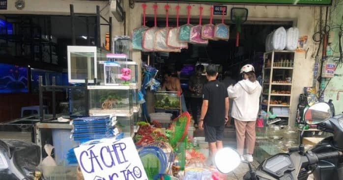 Mới lạ cá chép ‘2 ông 1 bà’ tiễn Táo quân về trời