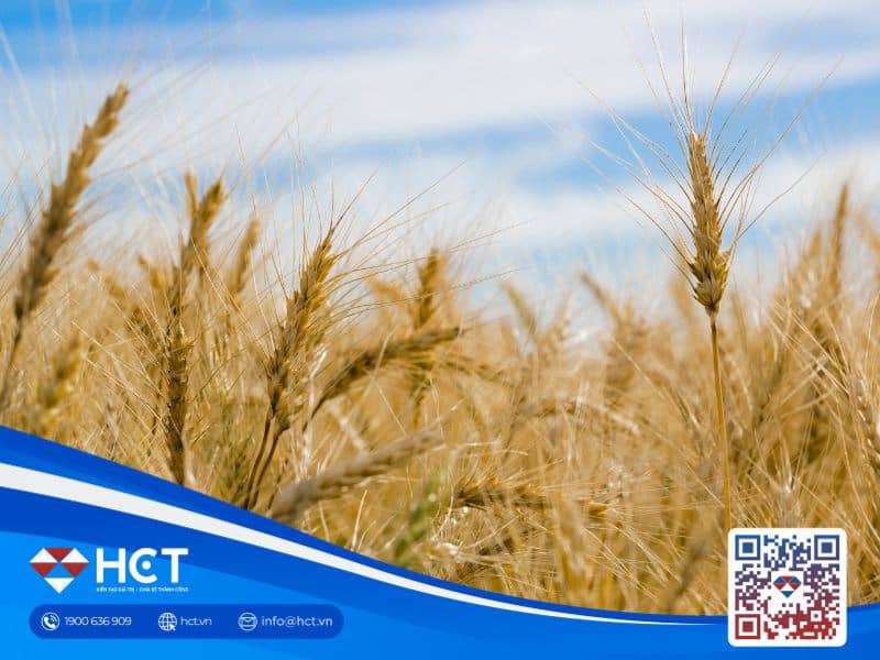 Tổng quan thị trường nông sản CBOT ngày 2/9/2025